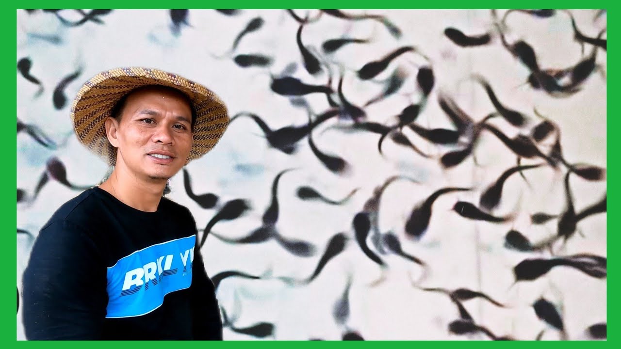 2000PCS FINGERLINGS NG HITO OR CATFISH PARA PANGSIMULA/MAGKANO ANG BILI ...