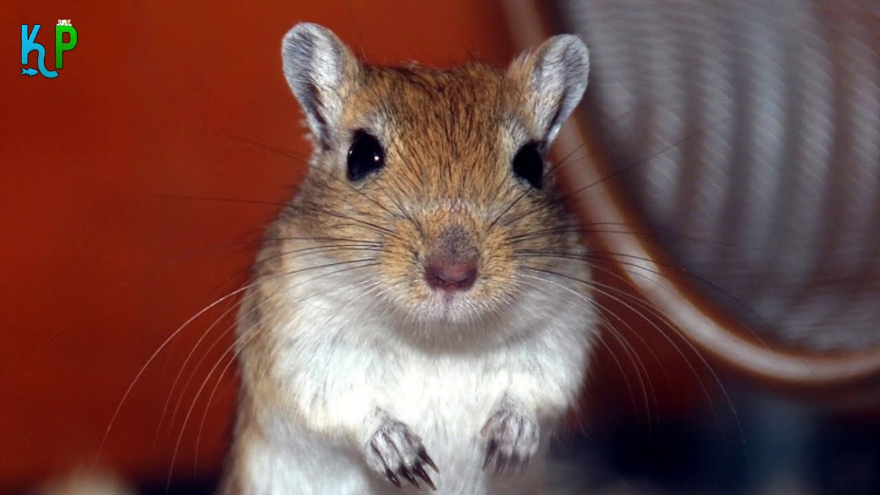 Top 10 facts about Gerbils you'll wish you'd known about sooner - YouTube