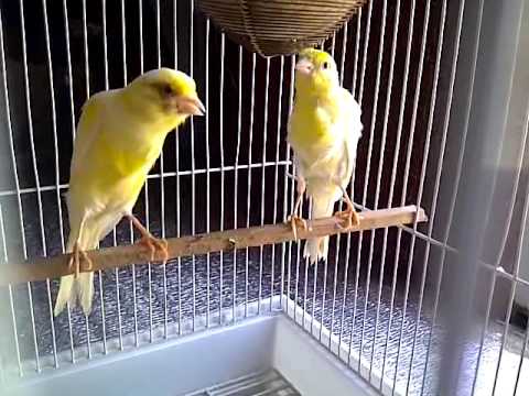 زوج كناري كوبرا - كناري الجيبوسو giboso canary - YouTube