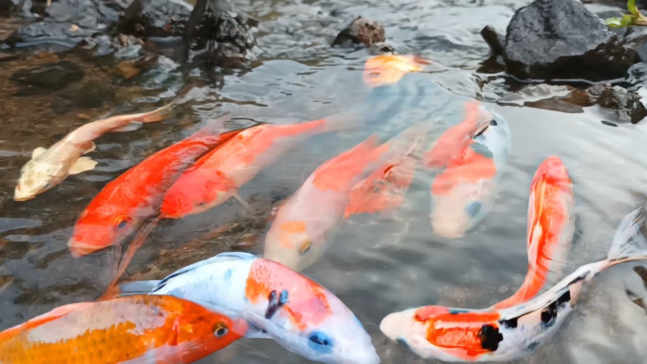 Menangkap ikan hias, ikan lele, ikan cupang, ikan koi, kura kura, Udang ...
