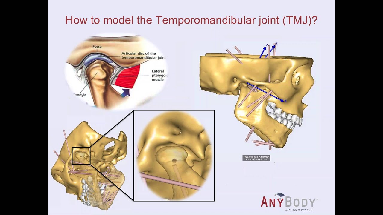 Mandible Model
