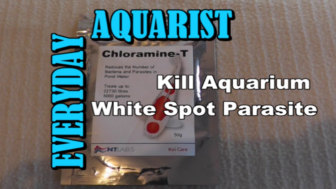 Cure Fish White Spot Ick with Chloramine T - YouTube