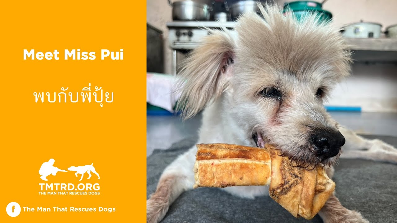 Meet Miss Pui! - YouTube