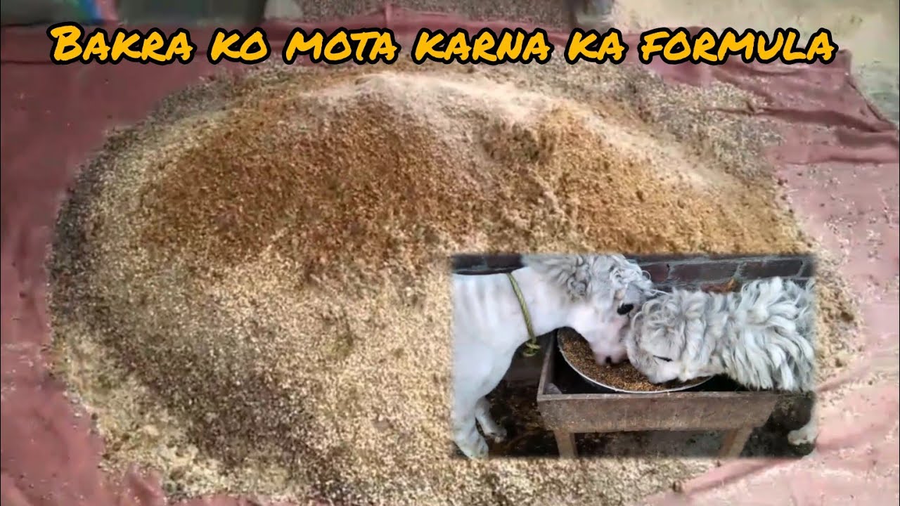 Best Lelo K Liya 10 Itemon Wala Dana👍👌| My 4th Vlog☺️😉👍 - YouTube