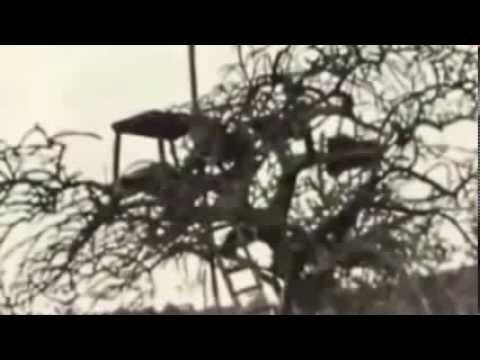 Documental de Leones - Los Leones come Hombres