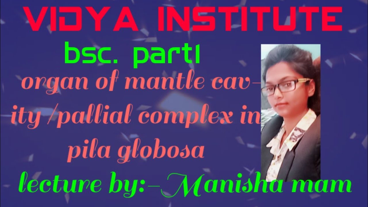 Organ of mantle cavity/pallial complex in PILA GLOBOSA"by Manisha mam ...