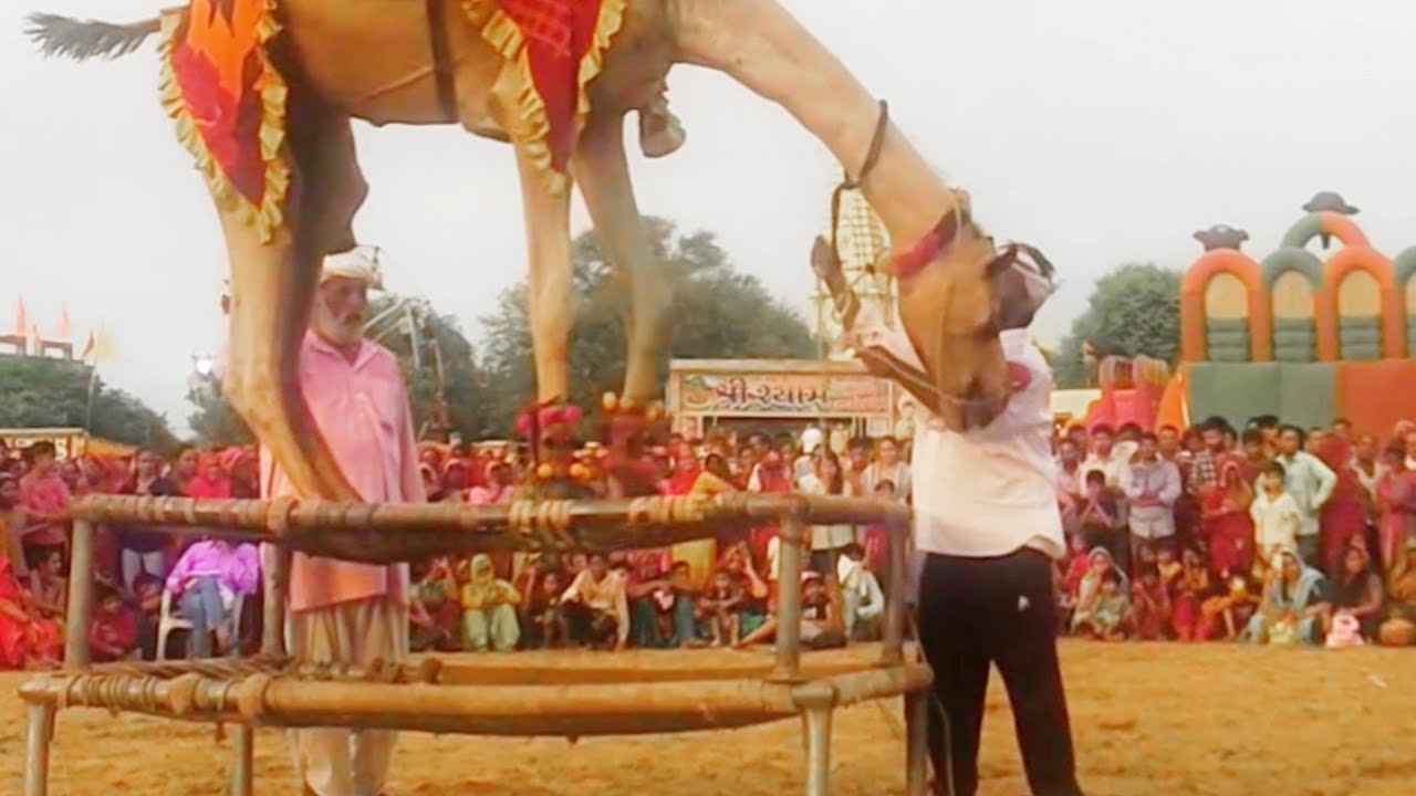 camel dance cartoon।।camel dance for babies २ - YouTube