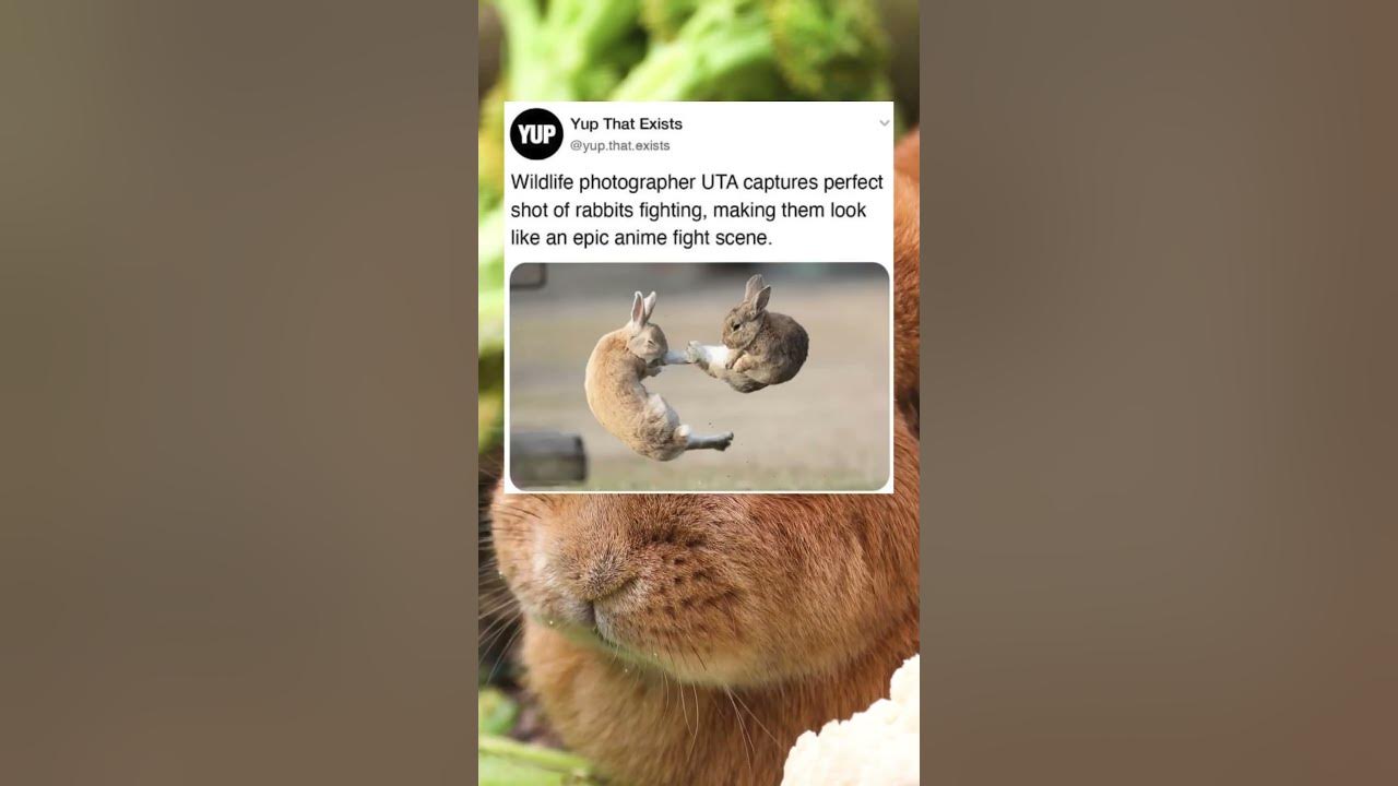 Wildlife photographer UTA captures perfect shot of rabbits fighting ...