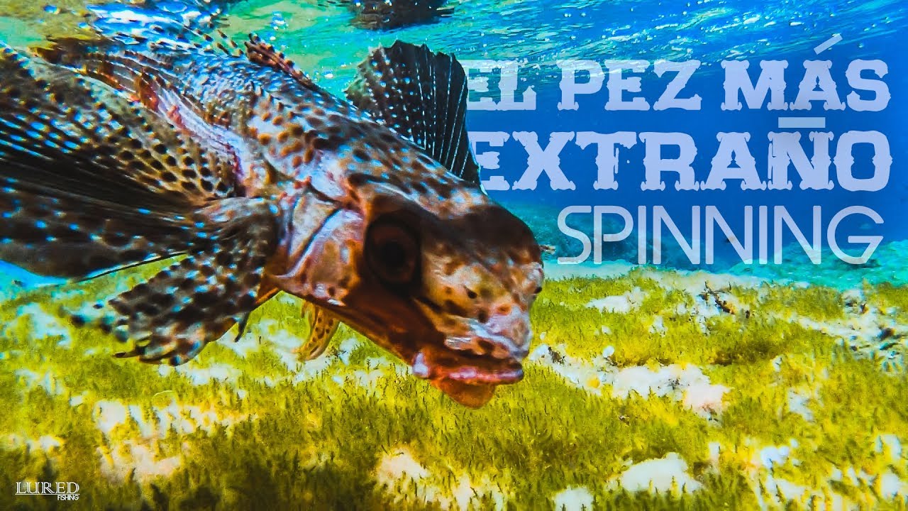 El PEZ más EXTRAÑO con SEÑUELO ARTIFICIAL | Lured Vlog 54 - YouTube