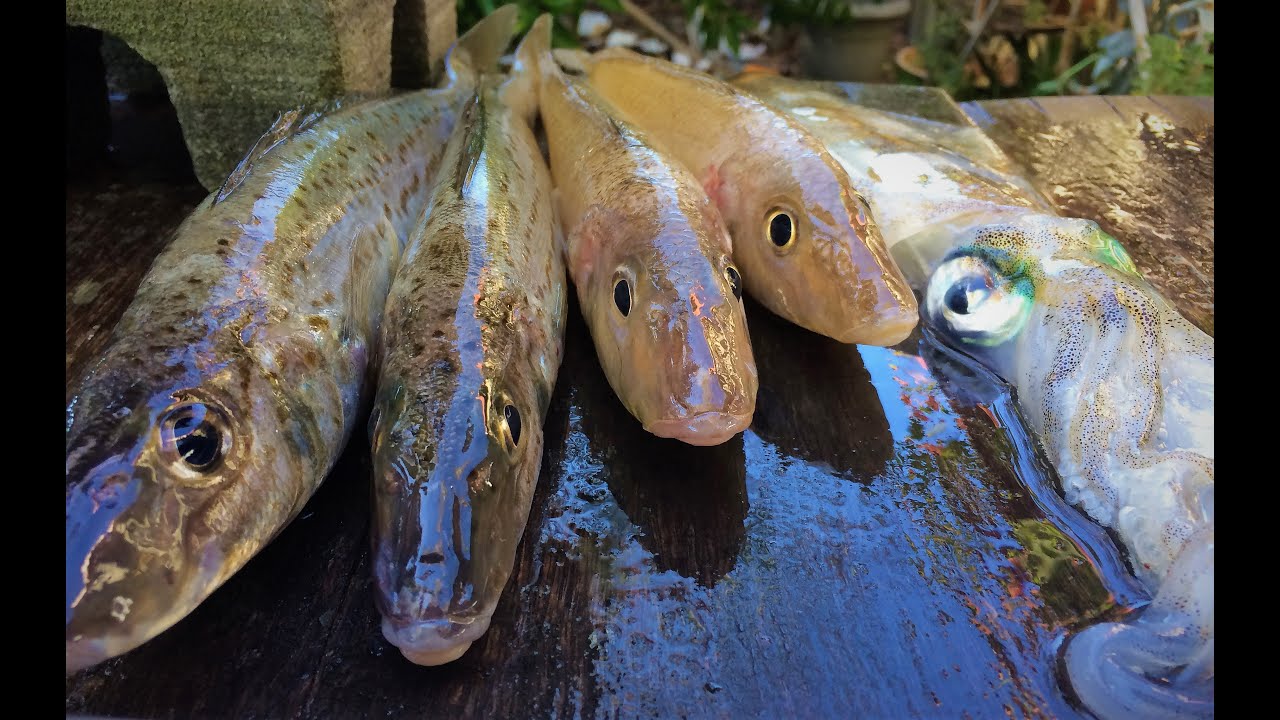 King George Whiting, Sand Whiting and Squid! - YouTube