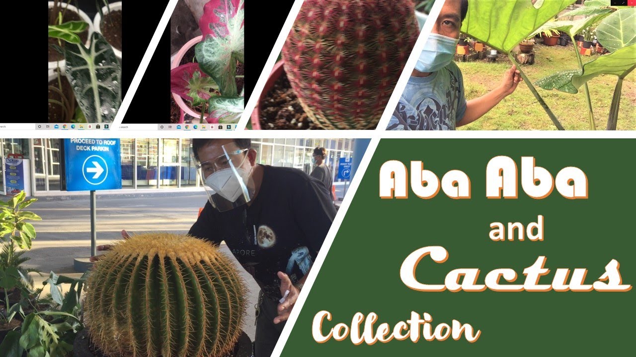 Kakaibang Aba Aba at Cactus - YouTube