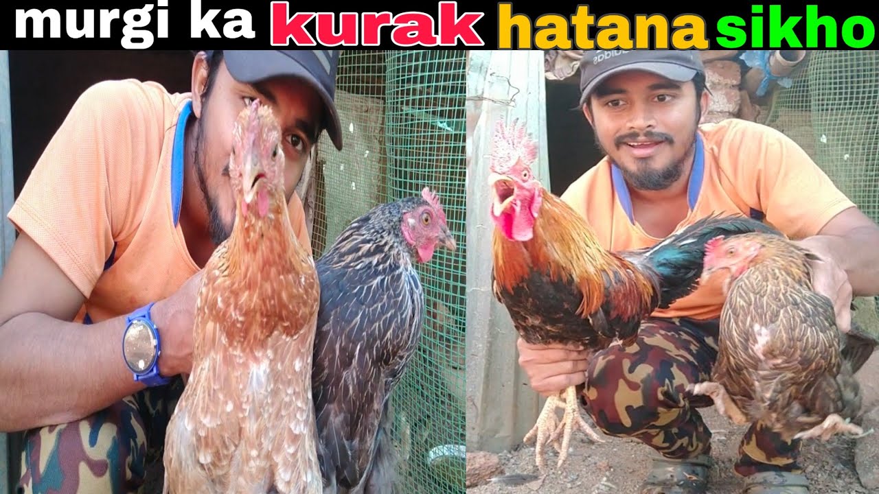 murgi palan ONLINE Free training Day 1 | murgi ko kudak se kaise hataye ...