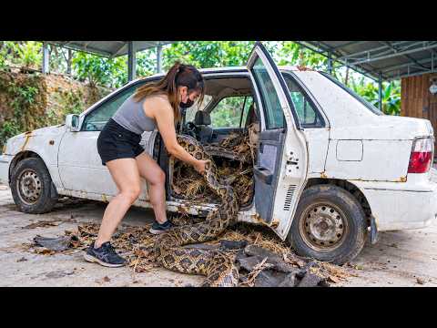 Classic Car or Deadly Trap? She Buys a $2,000 Daewoo With a Snake Inside