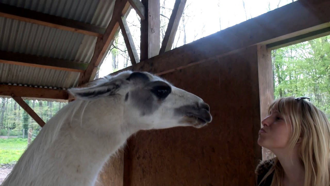 Lama et blonde - YouTube