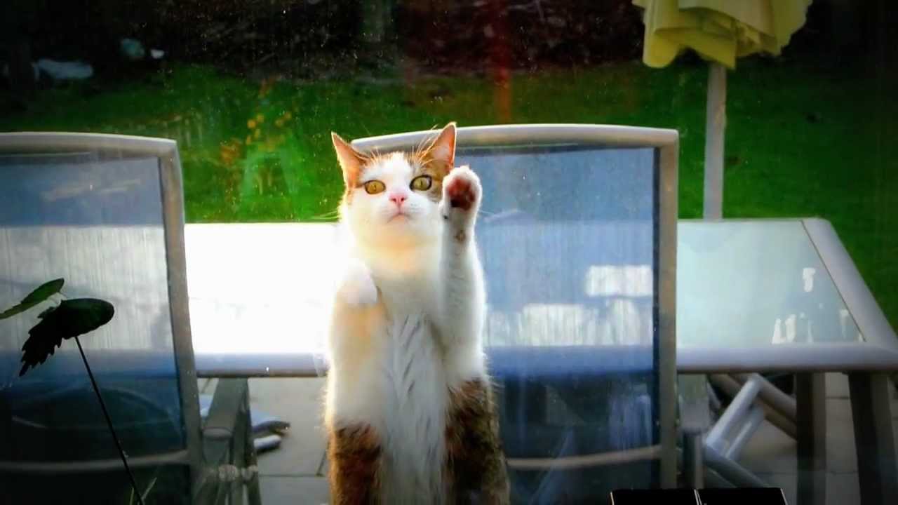 Mime cat - YouTube