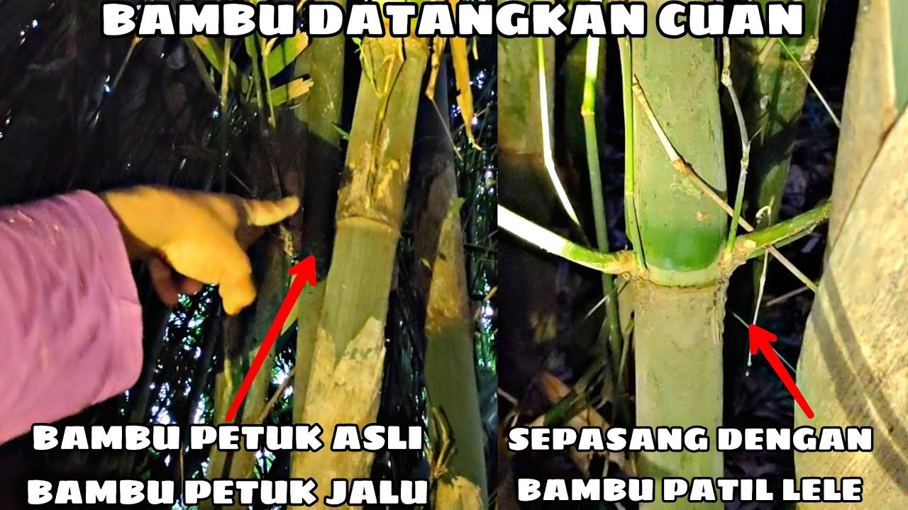 BAMBU UNIK PATIL LELE, BAMBU PETUK JALU, BAMBU SABDO JALU YG MEMPUNYAI ...