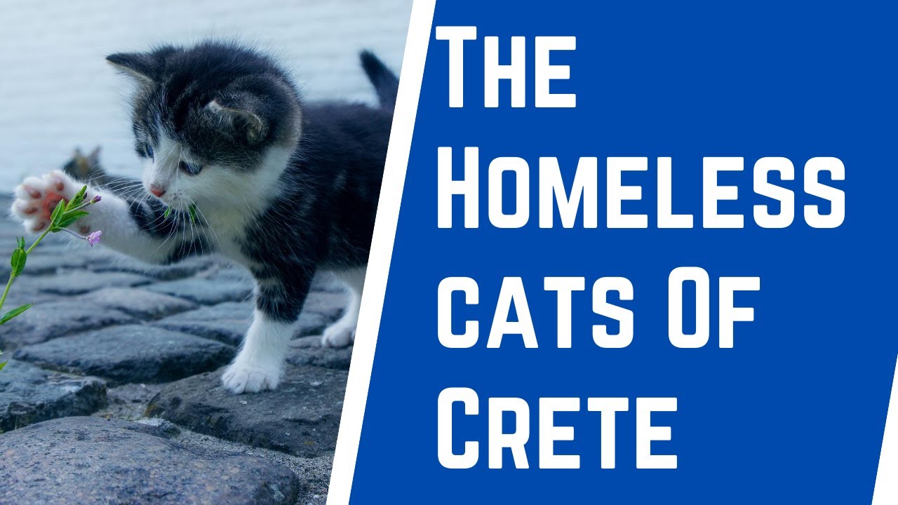 How To Help Stray Cats And Dogs In Crete - YouTube