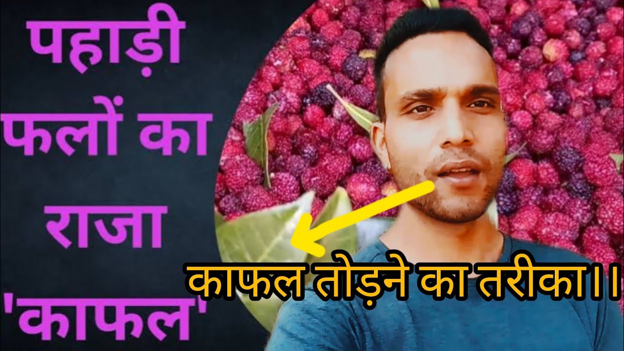 पहाड़ों का रसीला फल काफल ll Kaafal Fruit:The Himalayan Delicacy - YouTube
