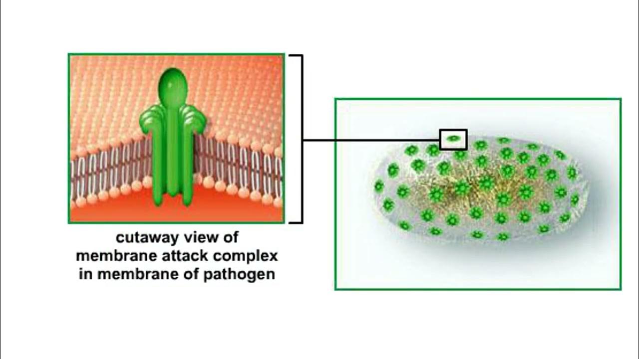 Complement Proteins Animation - YouTube