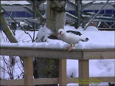 MYSKAND  Muscovy Duck  (Cairina moschata)  Klipp - 985  S/U