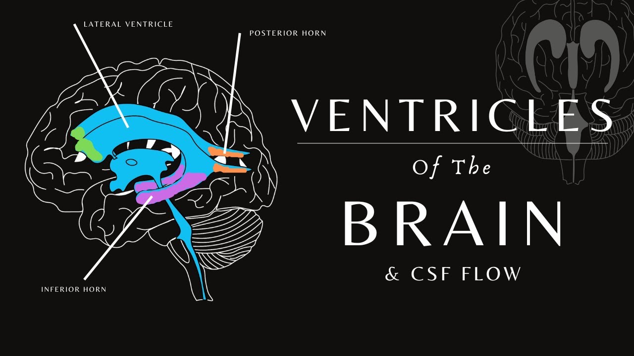 Ventricles of the Brain and the CSF| Animation | Anatomy and Physiology ...