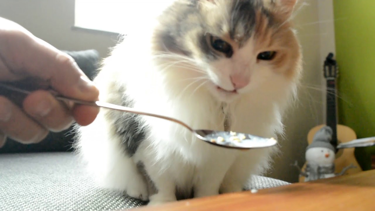 funny cat eats only from her spoon - YouTube