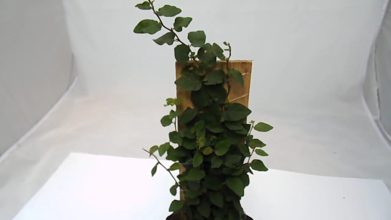 Enredadera Moneda - YouTube