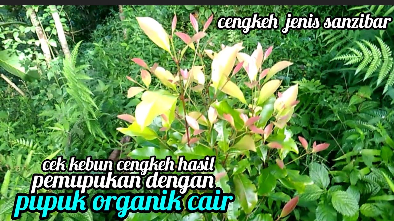 cara mengetahui pohon cengkeh yang mau berbuah, dan cek kebun cengkeh ...