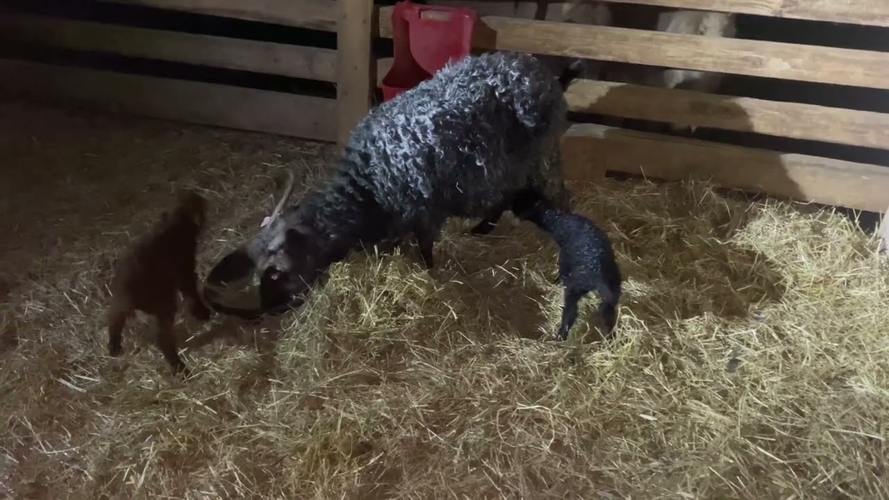Newborn Baby Angora Goats - YouTube