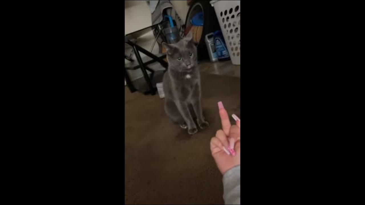 Cat Doesn't Like Being Flipped off Hilariously Smacking Owner Finger ...