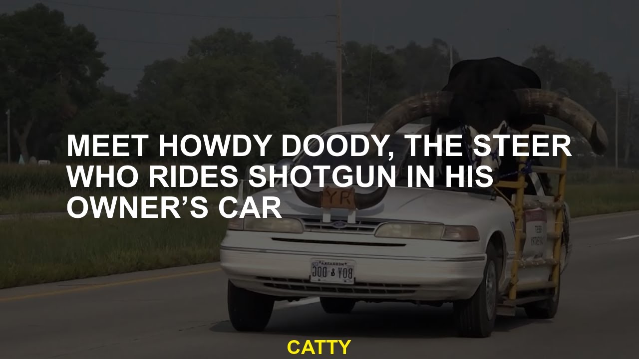 Meet Howdy Doodody, the steering wheel of the hunting rifle owner's car ...