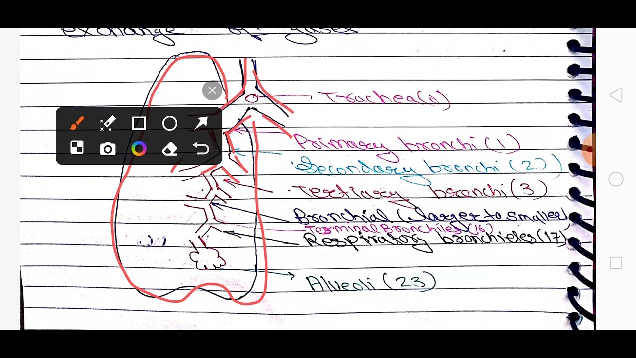 Respiratory system part 1 medical surgical nursing nursing AIIMS nor ...