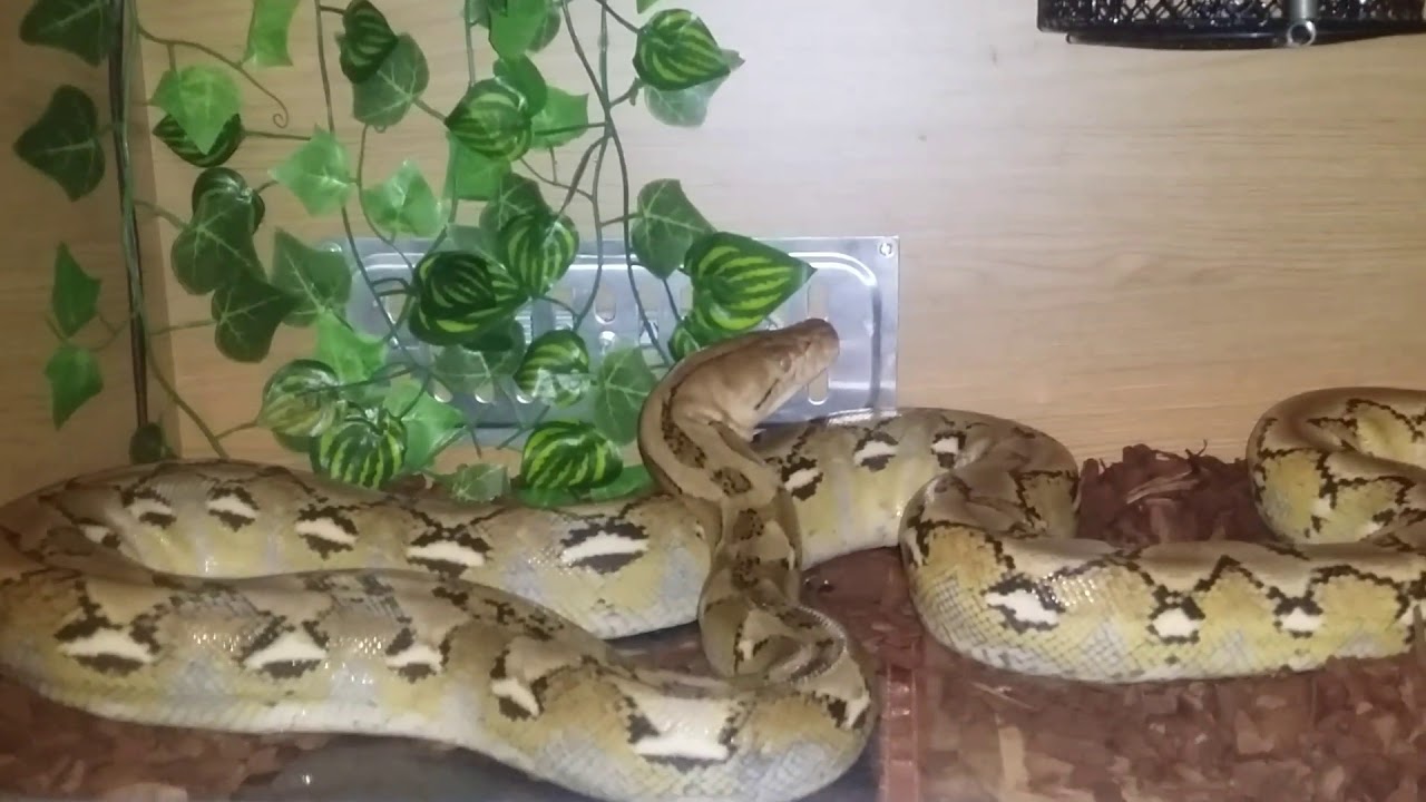 Retic - YouTube