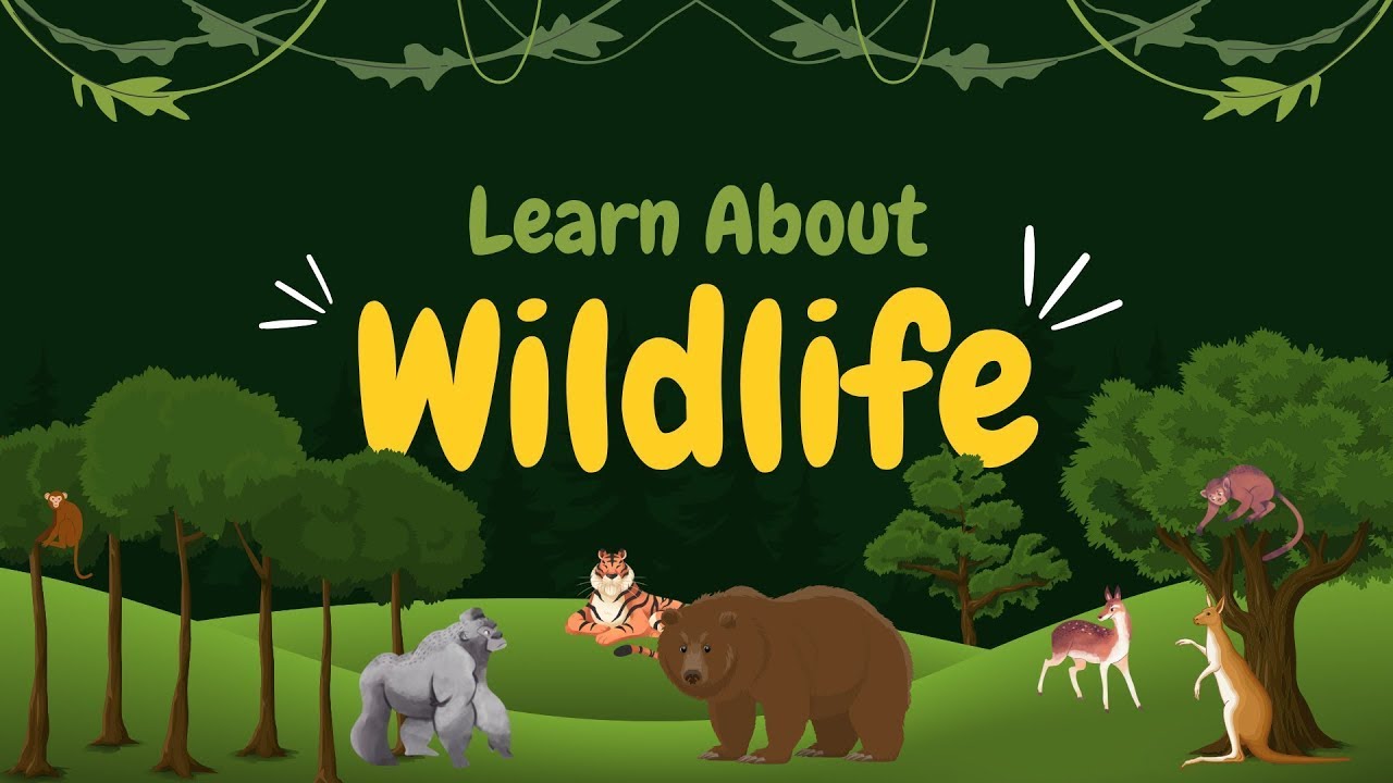 Learn Wild Animal Names for Kids - Safari Animal - YouTube