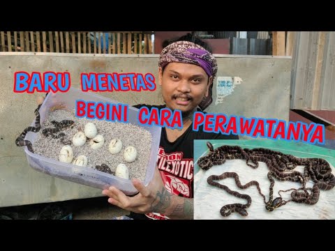 BEGINI CARANYA MENANGANI BABY ULAR YANG BARU MENETAS || PERAWATAN BABY ...