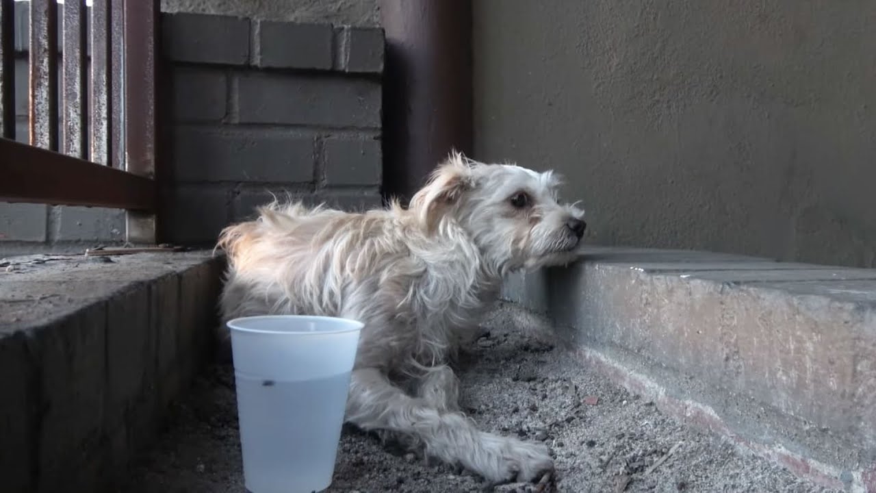 Scared Homeless Dog Got A Gentle Hug And It Changed Her Life - YouTube