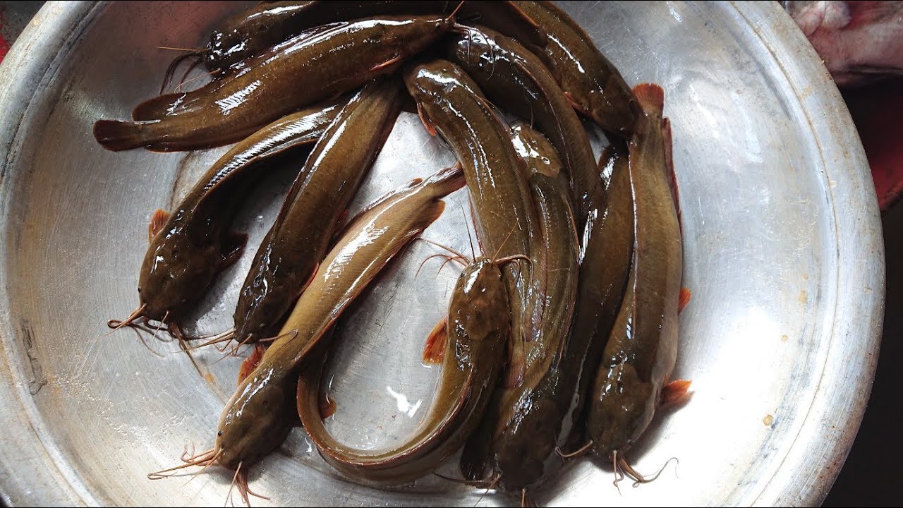 Fresh shing fish || Shing mas price || shing fish || daily fish market ...