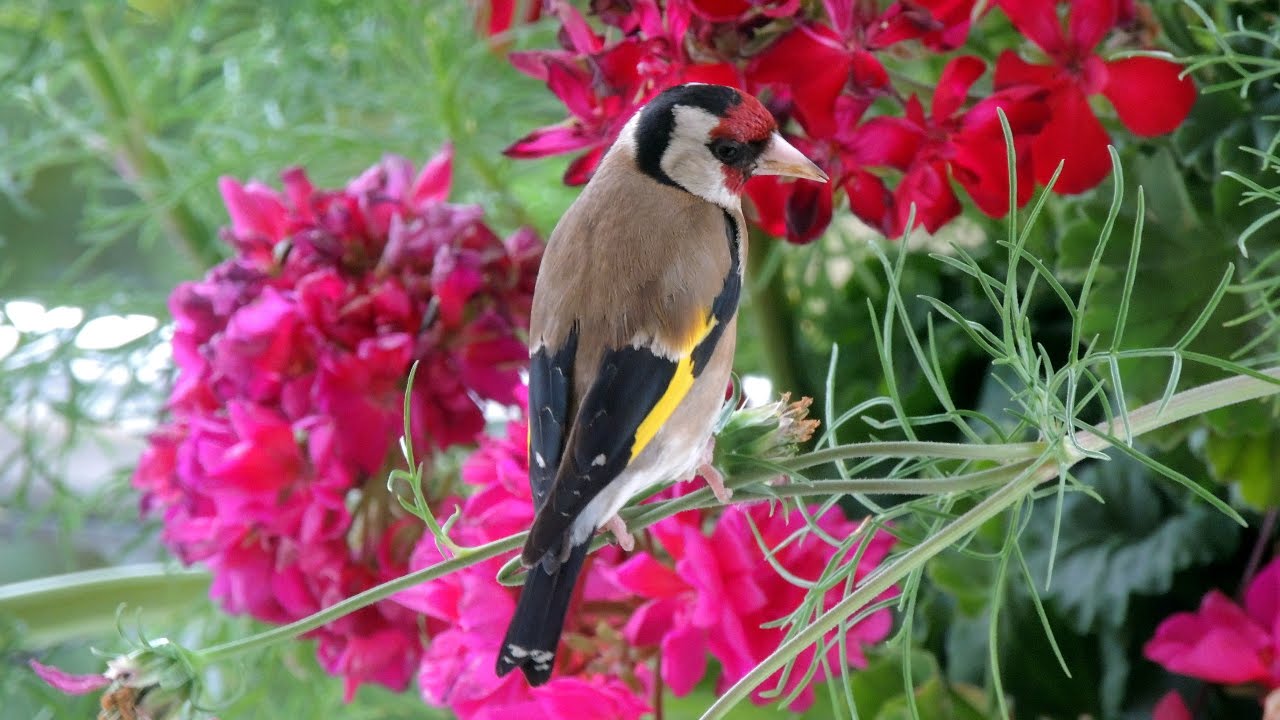 European Goldfinch - Distelfink - Carduelis carduelis eating flower ...