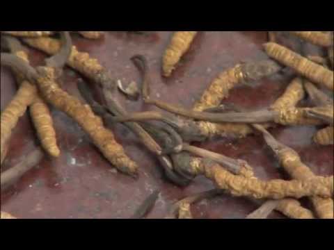 Summer Grass, Winter Worm - YouTube