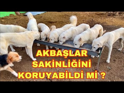 12 AKBAŞ BİR ARADA YEMEK YERSE NE OLUR ? | YAL YAPIMI