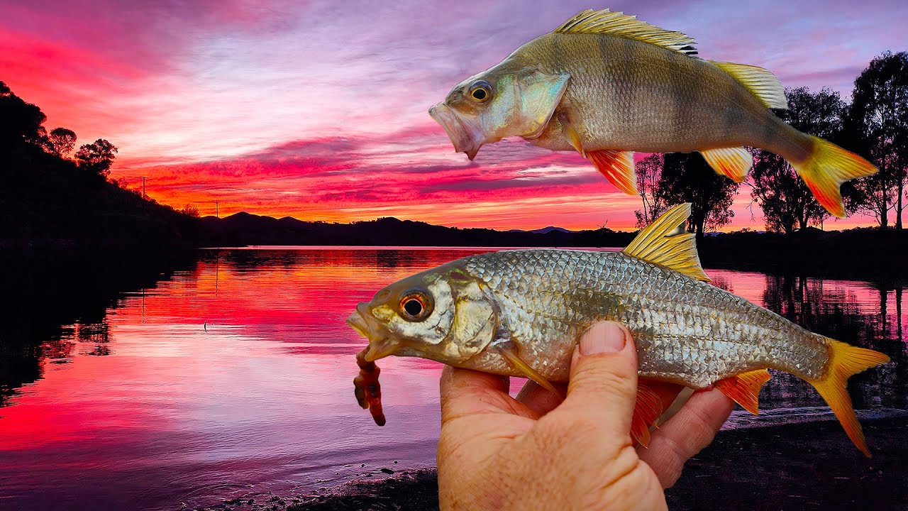 Roach Fishing: How To Catch Roach (And Perch) - YouTube