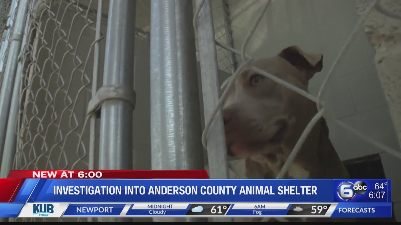 Investigation into Anderson County Animal Shelter - YouTube