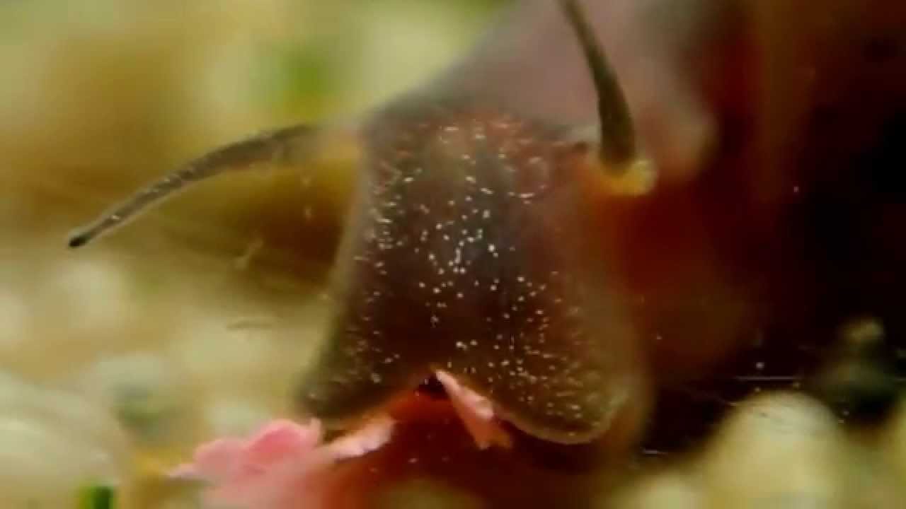 Macrography: Freshwater Snails - Planorbarius corneus/ Planorbella ...
