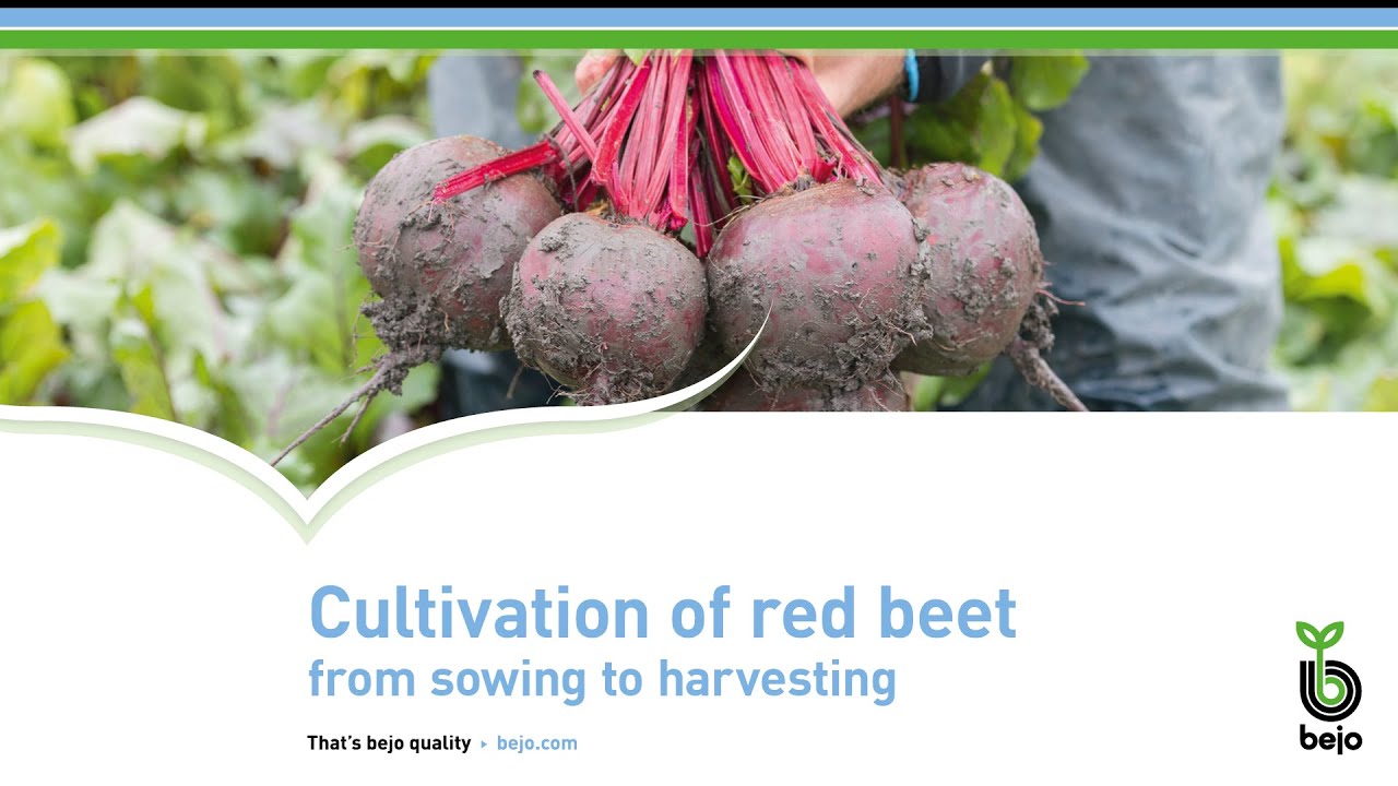 Bejo - Cultivation of red beet - YouTube