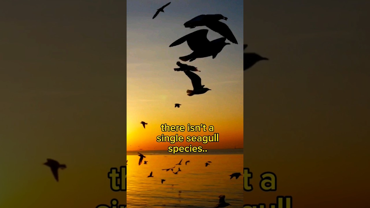 There are no seagulls.. ️ #birds #nature #birdwatching - YouTube