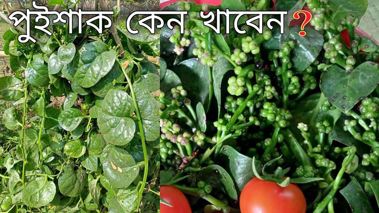 পুইশাক খাওয়ার উপকারিতা - পীযুষ মল্লিক - Pijush Mallick - YouTube