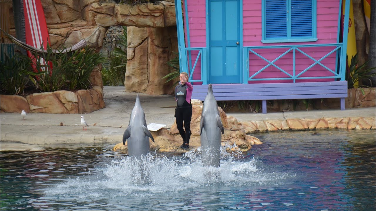 Imagine Dolphin Show at Seaworld! - YouTube