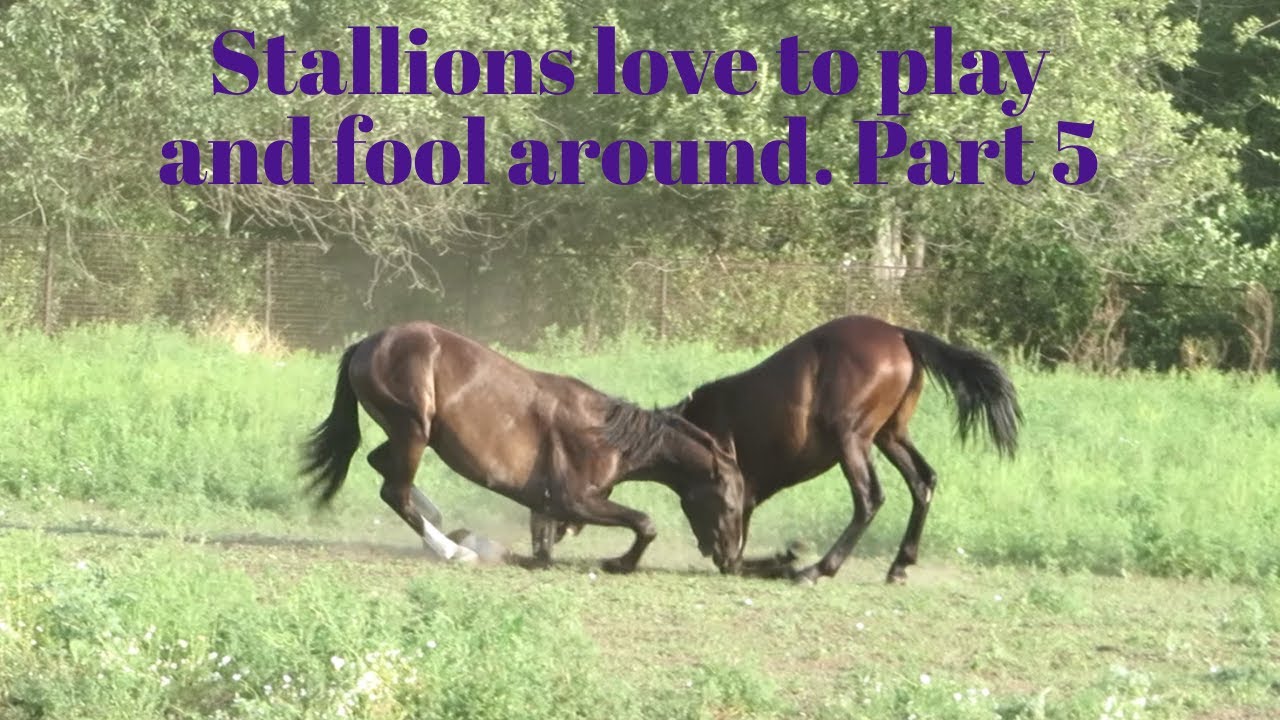 Stallions love to play and fool around. Part 5 - YouTube