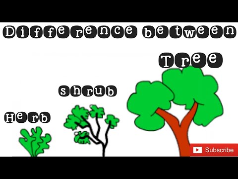 Difference between Herb, Shrub, Tree. With table. - YouTube