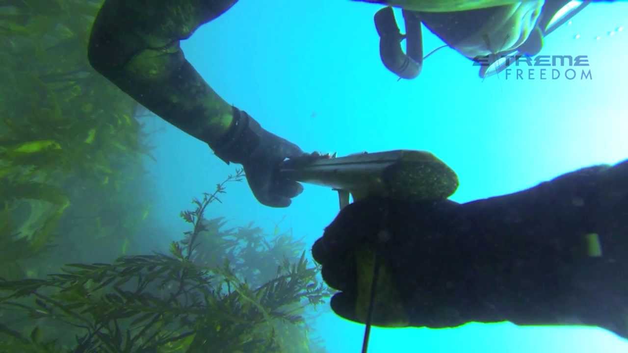 Spearfishing Hawkes Bay NZ - YouTube